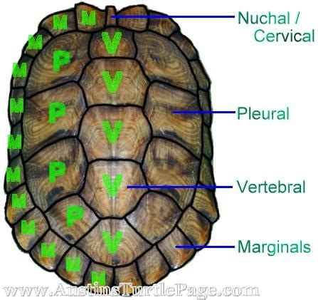 Atp Basic Turtle Information