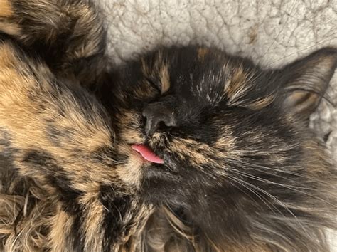 She Was Asleep Like This For A While Rnorwegianforestcats