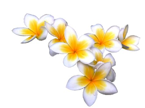 Laos National Flower Plumeria Is A Small Genus Of 7 8 Species Native To Tropical And