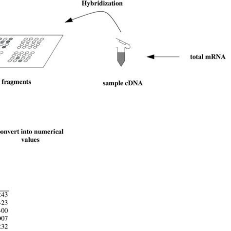 3 Schematic Layout Of A Radioactive Hybridization To A Dna Microarray