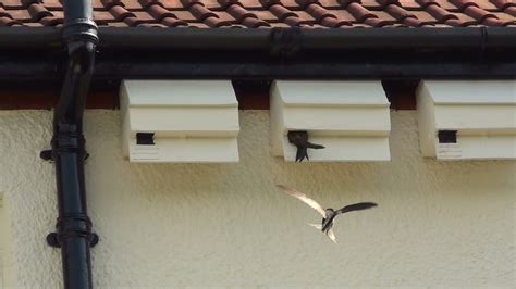 Common Swift Photos And Videos