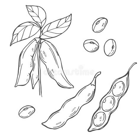 Hand Drawn Vector Illustration Of Soybean Leaf Pod Black And White