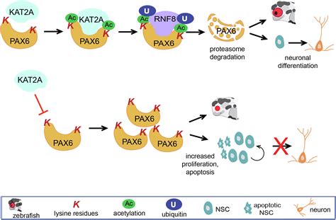 The Ups And Downs Of Pax6 In Neural Stem Cells Journal Of Biological