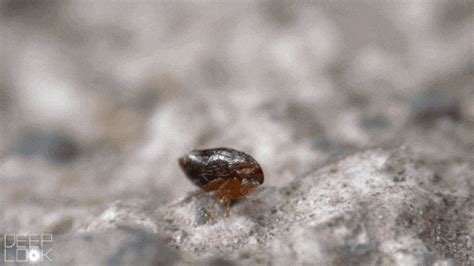 Atlanta Bed Bug Exterminator S Find And Share On Giphy