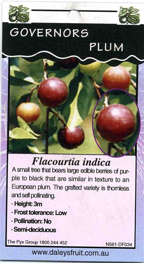 Governors Plum ﻿flacourtia Indica Buy Governors Plum