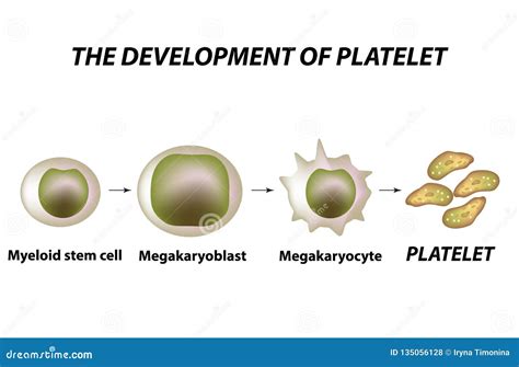 Platelet Development Thrombocyte Cartoon Vector 160243315