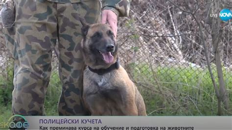 Как се дресират полицейски кучета и защо са толкова важни за всяко разследване Nova