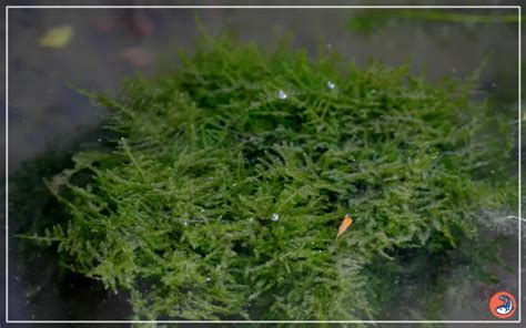 How To Clean Java Moss In Fish Tank Aquariumnexus How To Clean Java Moss In Fish Tank Aquariumnexus