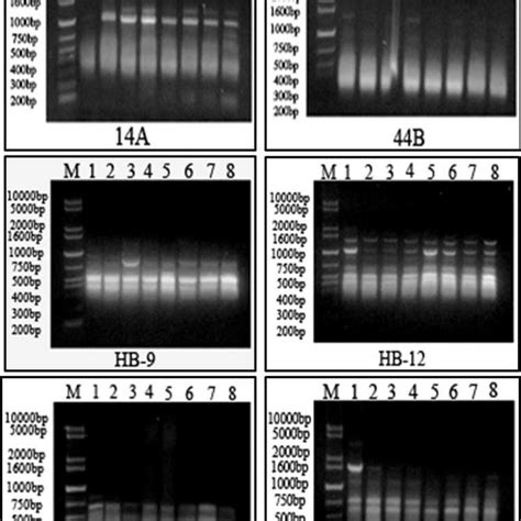 Issr Patterns Of The Eight Tomato Genotypes Revealed By Six Primers