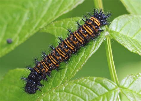 Bug Othe Week The 12 Or 13 Bugs Of Christmas Riveredge Nature Center