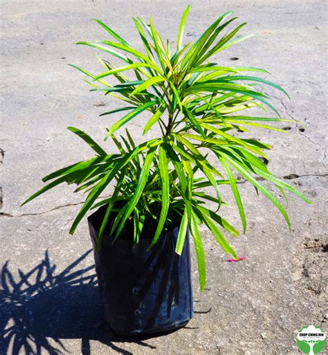 Osmoxylon Lineare Yellow Chop Ching Hin Pte Ltd