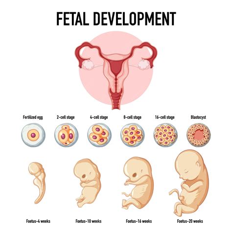 Fetus Development Drawing