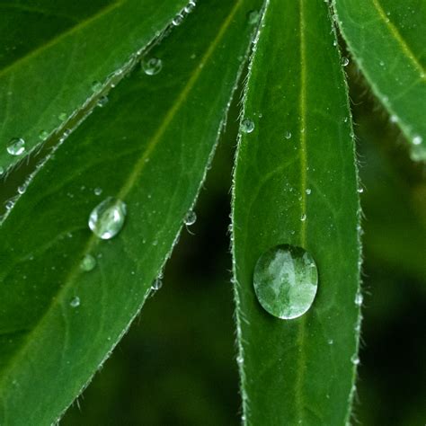 How To Paint Water Droplets In Watercolor
