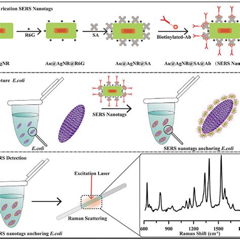 Preparation Of Sers Nanotags And Their Attachment To Escherichia Coli Download Scientific