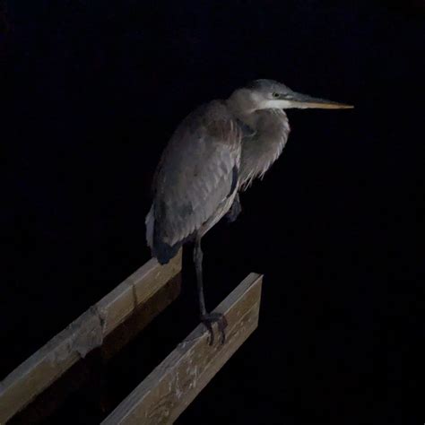 Janis Devito Janisdevito • Instagram Photos And Videos