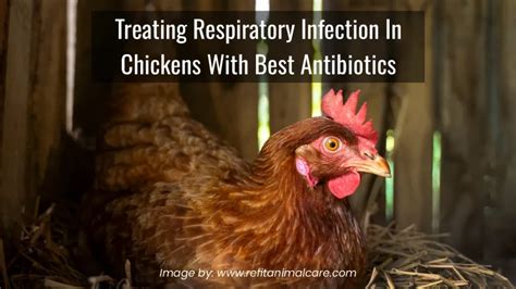 Treating Respiratory Infection In Chickens With Best Antibiotics