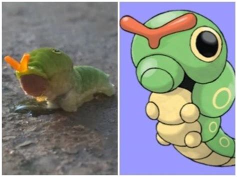 A Wild Caterpie Irl