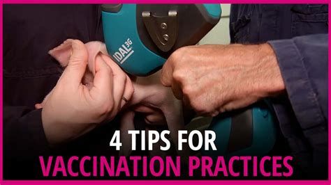 Video 4 Tips For Good Vaccination Practices In Piglets Pig Progress