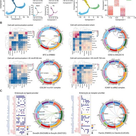 Cell Differentiation And Cell Cell Communication In Intestinal