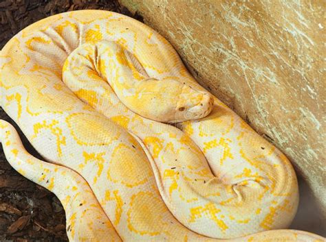 Reticulated Python Stock Image Image Of Outdoors Wild 121295549