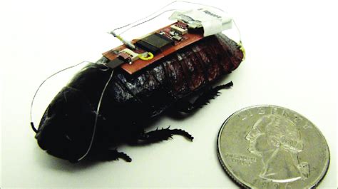 Robocop Roach Cyborg Cockroach With A Remote Control Backpack