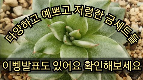 9월 23일 이벵 발표 있어요 와이즈부자재 등 다양하고 예쁜 아이들 그리고 세트까지 있어요 다육 다육이 다육식물 금다육 금다육이 마리아금 다육이키우기