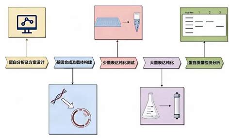 无细胞表达系统蛋白表达纯化技术服务大肠杆菌合成bsea E