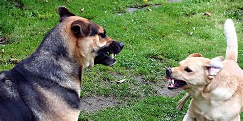 Why Is My Dog Being Aggressive All Of A Sudden Towards Other Dogs at ...