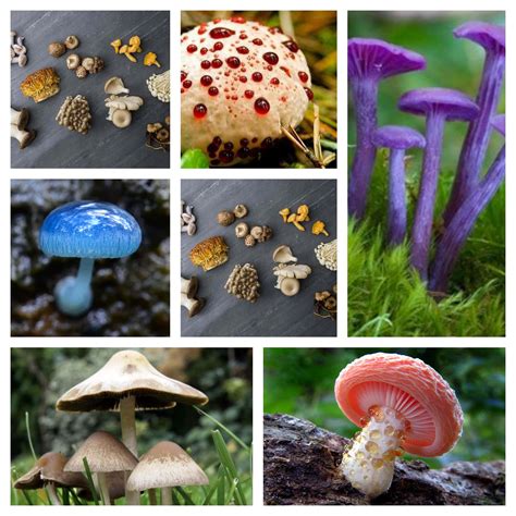 Download Mushroom Identification Pictures 3264 X 3264