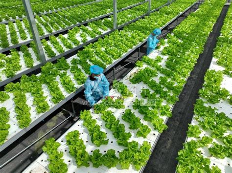 江苏通州“植物工厂”助力乡村振兴 人民图片网