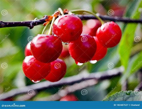 Bright Red Cherries On Tree Closeup Stock Image Image Of Great