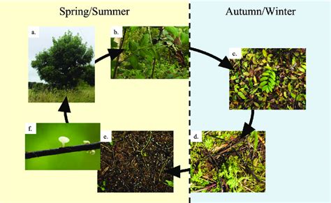 Mages Summarising The Main Stages Of The Sexual Lifecycle Of H Download Scientific Diagram