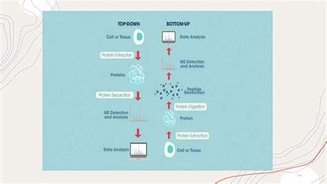 Proteomics Types Protein Profiling Steps Etc Pptx