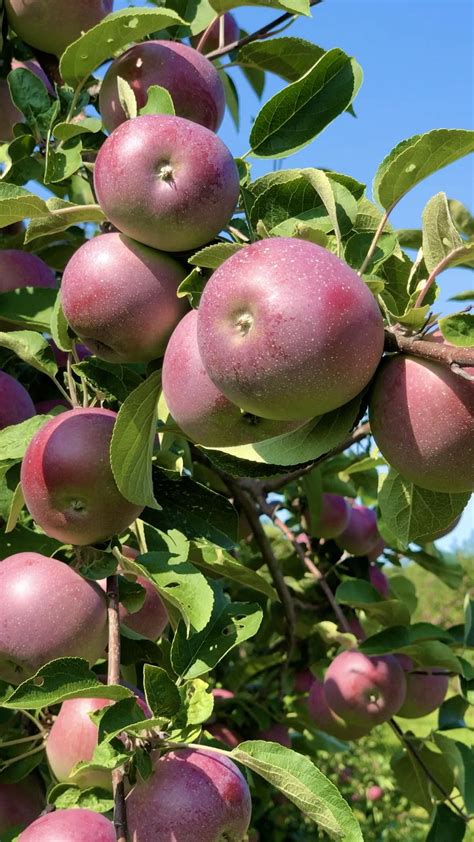 How To Grow Guava Tree In A Container Artofit