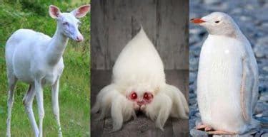 What Is Albino Causes Symptoms And Treatment Of Albinism