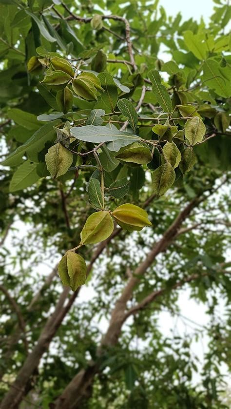 Terminalia Arjunaarjuna Tree Marutha Maram Native Plants Fauna Flora