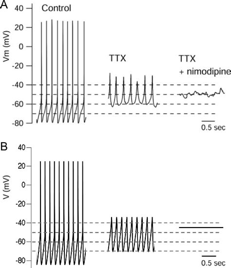 Figure 1 From Causes And Consequences Of Hyperexcitation In Central Clock Neurons Semantic Scholar