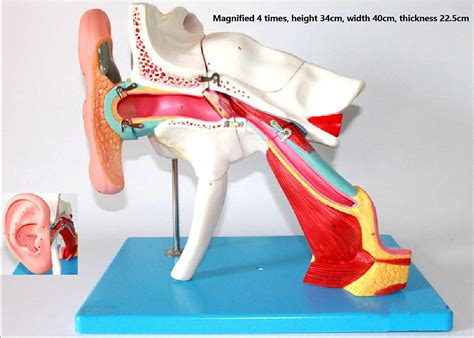 Human Ear Structure Anatomical Model 4 Times Life Size Medical Props