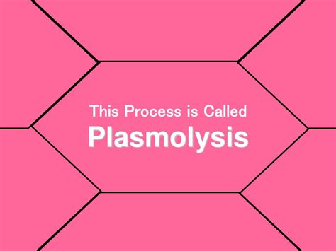 Diffusion Through A Membrane Simulation Ppt Download