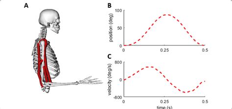 Elbow Musculoskeletal Model And Reference Data A Opensim Elbow Model Download Scientific