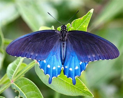 Velvet Wings And Toxic Beauty The Enigma Of The Pipevine Swallowtail