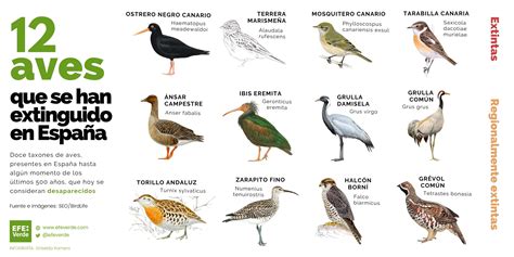 Doce Aves Extinguidas En España En Los últimos Siglos