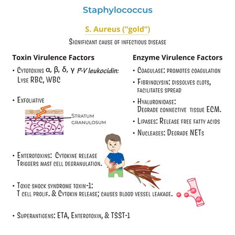 Staphylococcus Epidermidis Face
