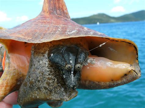 Good News Scientists Are Throwing A Sex Party For Giant Marine Snails
