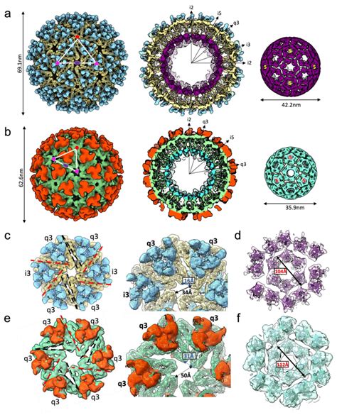 cryo em structures of two icosahedral eeev particles single particle