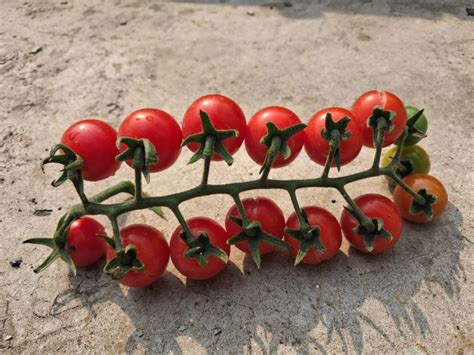 Residual Effects Of Vermicompost And Biochar On Cherry Tomato Under