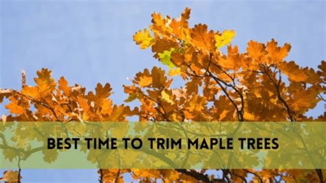 When Is The Best Time To Trim Maple Trees Arborist Guide