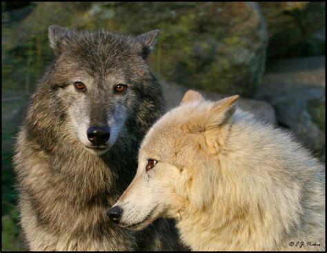 Gray Wolf Page
