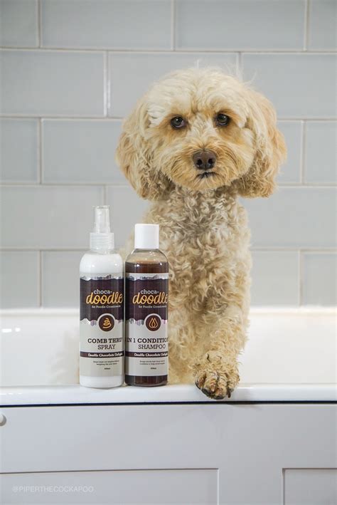 Choca Doodle Shampoo Review Ad Piper The Cockapoo