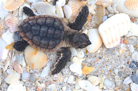 Loggerhead Marinelife Center New Patient James Iv Is A Juvenile